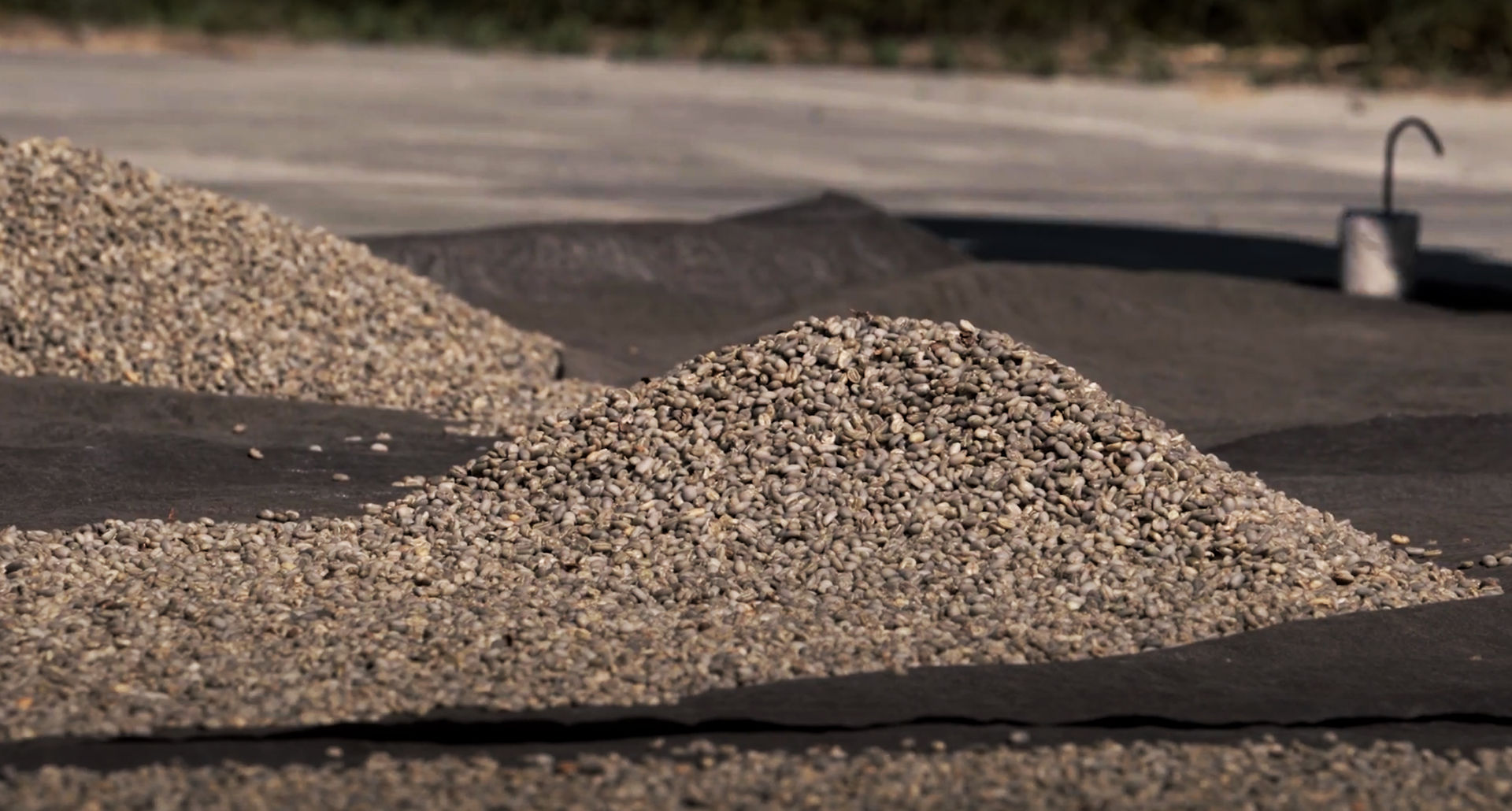 การเดินทางของเมล็ดกาแฟ - Coffee Processing - cafn.co